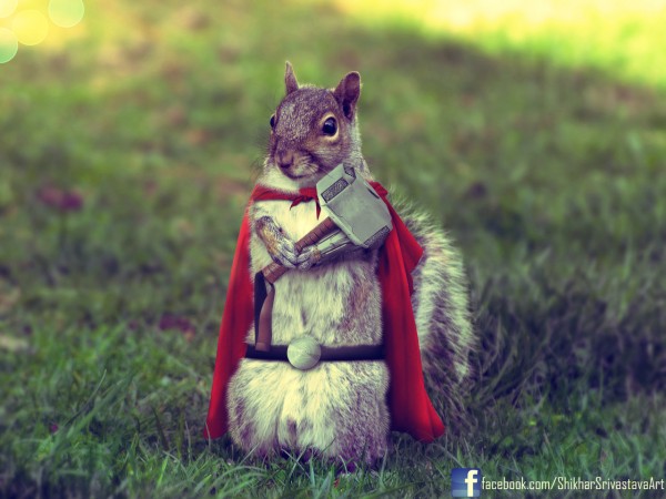 Thor Squirrel