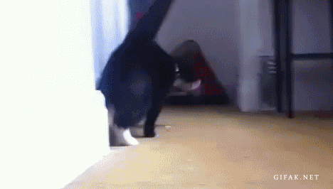 Deal With It: Breakdancing Cat GIF