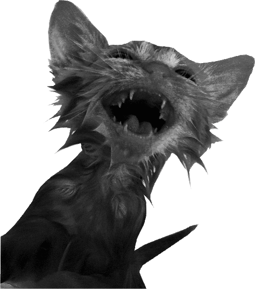 Psychedelic Cat GIFs