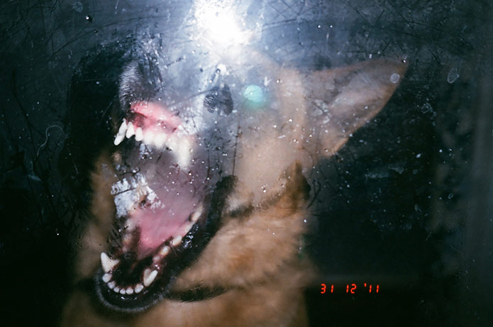 Terrifying Dog Photos