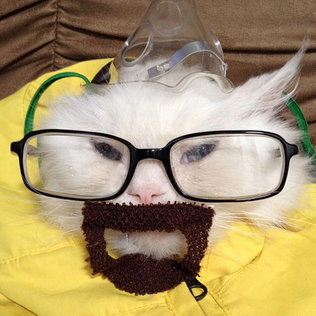 Cat in a Walter White Costume [Breaking Bad]
