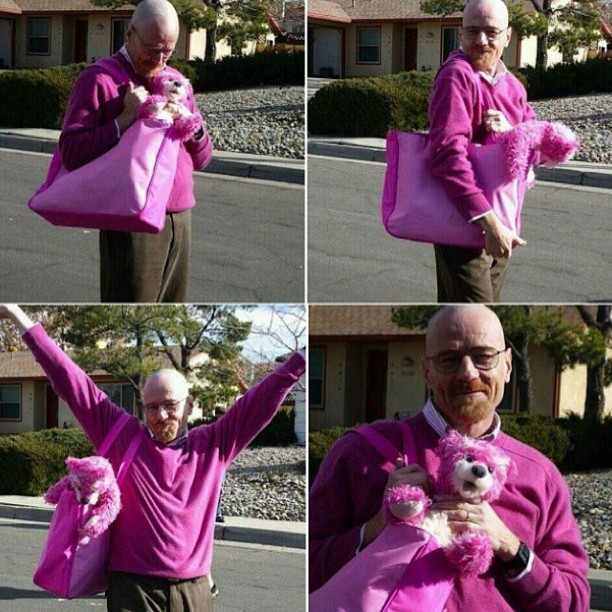 Walter Pinkman: Bryan Cranston Posing in a Pink Sweater